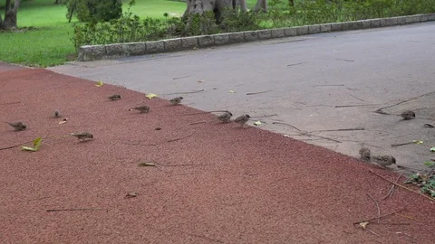 The view of park in the city. Natural sc... | Stock Video | Pond5