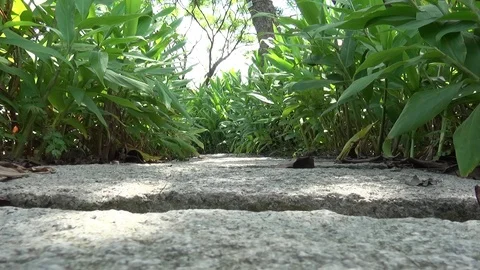 The view of park in the city. Natural sc... | Stock Video | Pond5