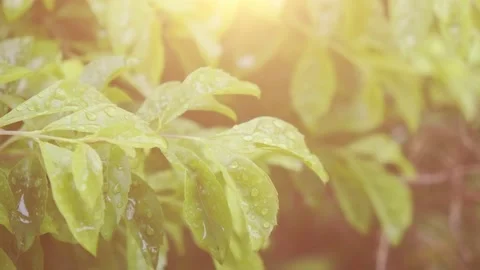 The view of park in the city. Natural sc... | Stock Video | Pond5