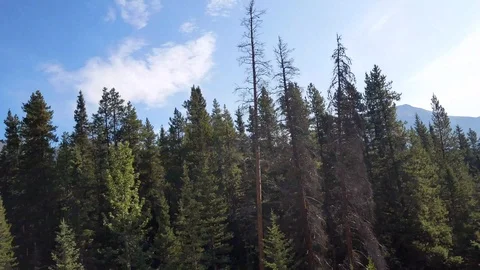 view of pine tree forest from inside the... | Stock Video | Pond5