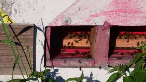 View of rural beehive. Moving bees in fr... | Stock Video | Pond5