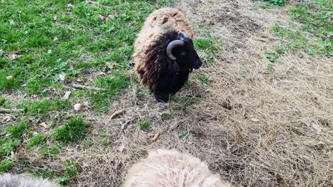 Sniffing Each Other Stock Videos – Royalty-Free HD & 4K Videos