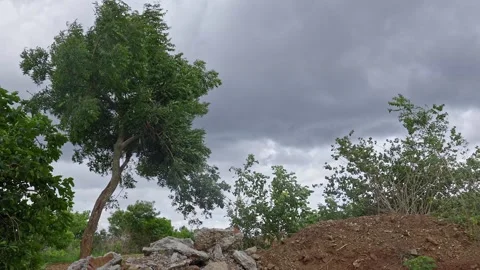 Neem Tree Stock Footage ~ Royalty Free Stock Videos | Pond5