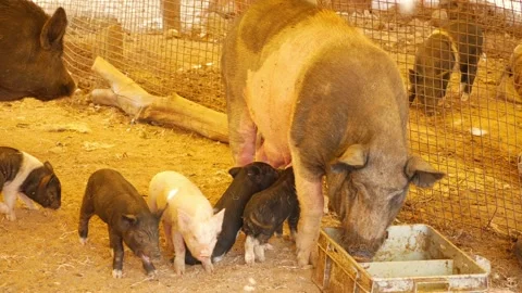 Sow Feeding Piglets Stock Videos – Royalty-Free HD & 4K Videos | Pond5