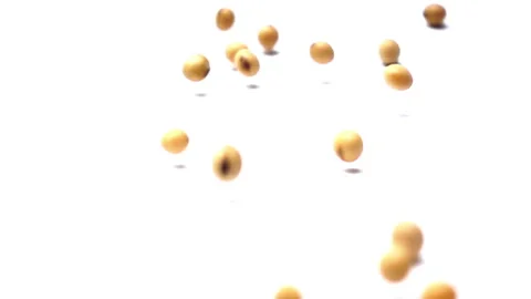 Soybean Background Stock Footage ~ Royalty Free Stock Videos | Pond5