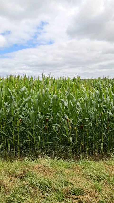View of a tall field with corn plant in ... | Stock Video | Pond5