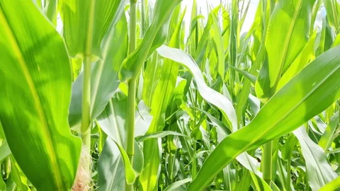 View of a tall field with corn plant in ... | Stock Video | Pond5