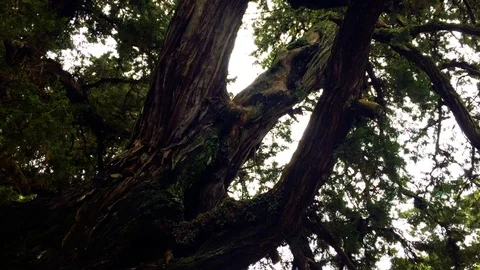 A view of a tall Japanese tree in Buddhi... | Stock Video | Pond5
