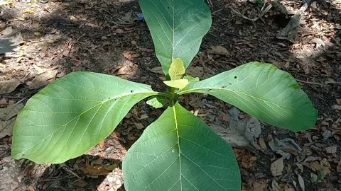 view of teak tree leaves | Stock Video | Pond5