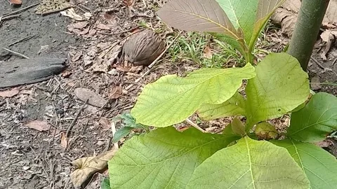 view of teak trees | Stock Video | Pond5
