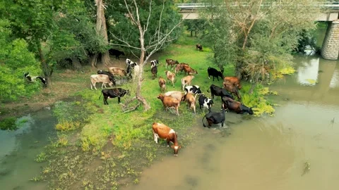 Cow Photo Stock Footage ~ Royalty Free Stock Videos | Pond5
