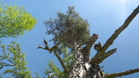 The view on the top of the tall tree in ... | Stock Video | Pond5