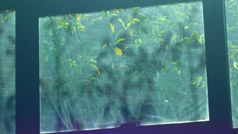 View of the tree and shadow of the tree ... | Stock Video | Pond5