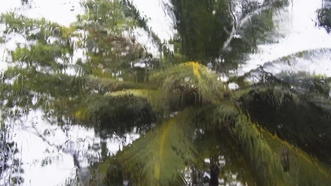 View of Tropical Palm Tree through Rain ... | Stock Video | Pond5