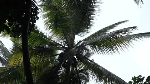 view from under the coconut tree | Stock Video | Pond5