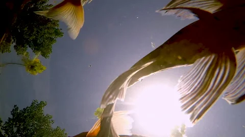 View Underwater Koi Fish And Sky | Stock Video | Pond5