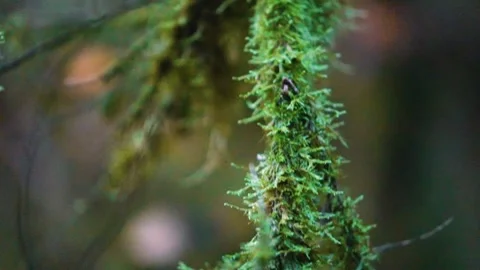 View of a vertical tree branch along its... | Stock Video | Pond5