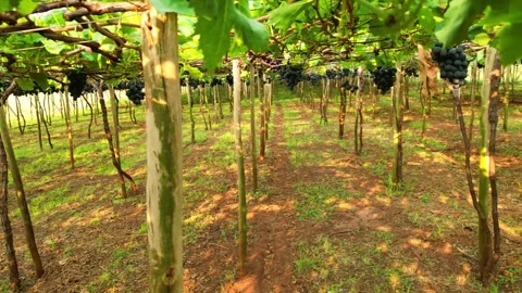 View of a vineyard with horizontal vines... | Stock Video | Pond5