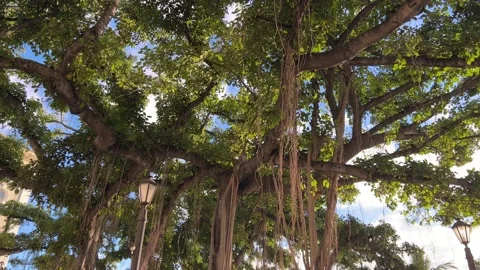 Views of the banyan tree at the Moana Su... | Stock Video | Pond5
