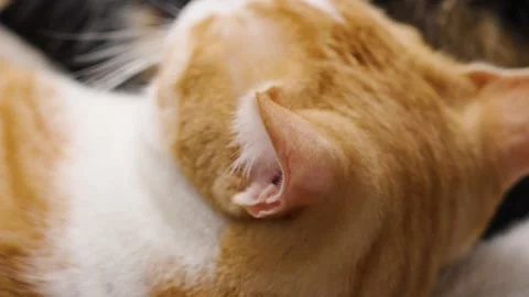 Vigilant ginger cat moving his ear and l... | Stock Video | Pond5