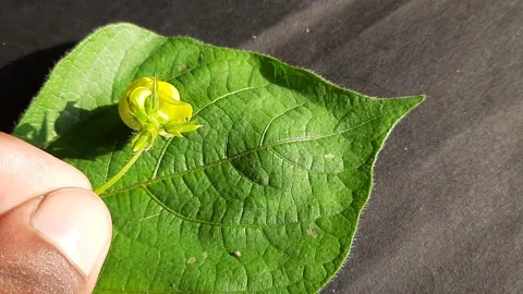 Vigna mungo flower in black background. | Stock Video | Pond5