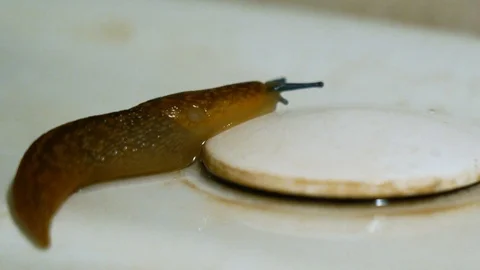 Sink Scary Stock Video Footage | Royalty Free Sink Scary Videos | Pond5