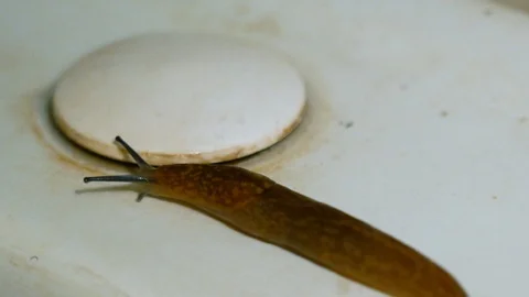 A vile scary slug moves along in the bat... | Stock Video | Pond5