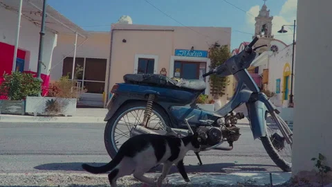 the village cat runs up to the motorcycl... | Stock Video | Pond5