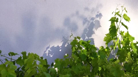Vines and leaves cast a shadow on the wa... | Stock Video | Pond5