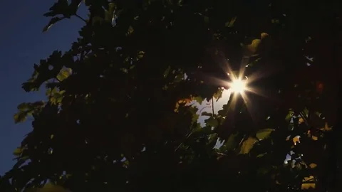 Wine Backgroiund Design Stock Videos – Royalty-Free HD & 4K Videos