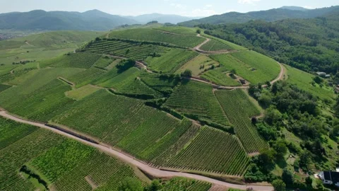 Vineyard top view, grape plants arranged... | Stock Video | Pond5