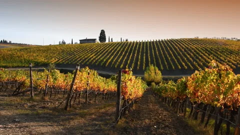 Sunset Vineyards Stock Videos – Royalty-Free HD & 4K Videos