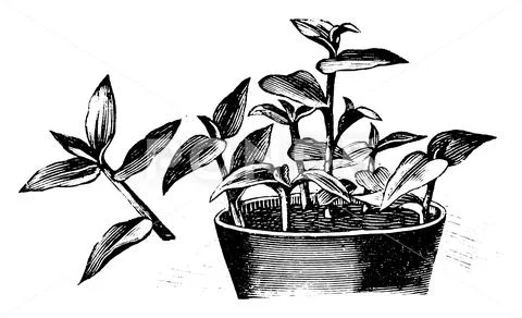 Vintage Antique Line Art Illustration, Drawing or Engraving of Flower ...