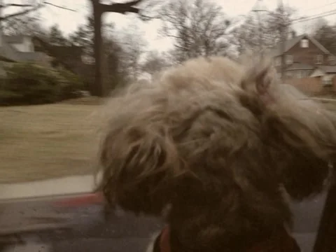 Dog Style Videos Stock Videos – Royalty-Free HD & 4K Videos