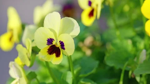 Fall Breeze Stock Videos – Royalty-Free HD & 4K Videos