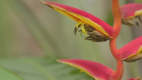 Bird Mites Stock Video Footage | Royalty Free Bird Mites Videos | Pond5