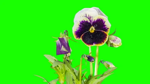 Full\ Stock Videos – Royalty-Free HD & 4K Videos | Pond5