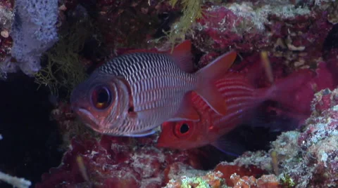 Violet soldierfish hiding on seaward wal... | Stock Video | Pond5