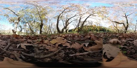 360 Forest Stock Video Footage | Royalty Free 360 Forest Videos | Pond5