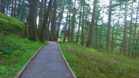 Virtual Walk through Green Trees and For... | Stock Video | Pond5