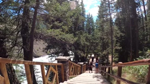 Virtual Walk through Trees around River | Stock Video | Pond5