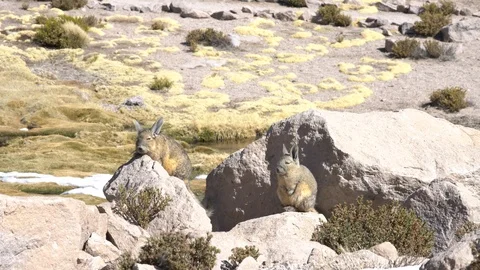 Sunbathing Stock Video Footage | Royalty Free Sunbathing Videos | Pond5