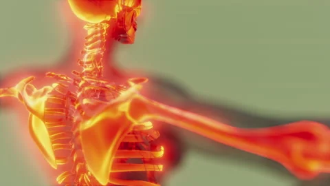 visible illustrated human skeleton bones | Stock Video | Pond5