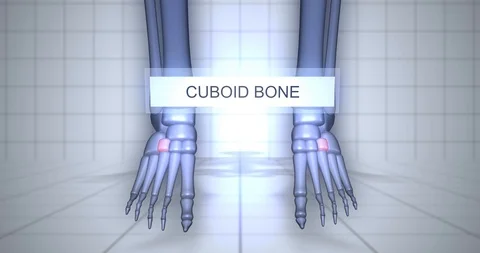 Visualization Skeleton medical animation... | Stock Video | Pond5