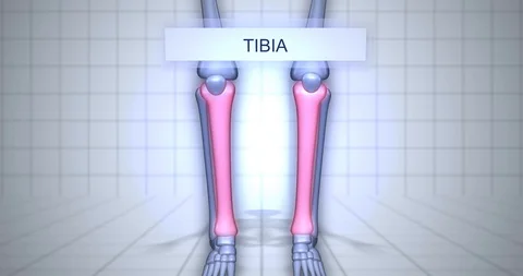 Medical Visualization Stock Video Footage | Royalty Free Medical ...