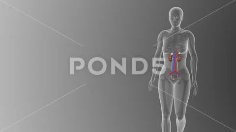 Visualizing the female Urinary system medical concept on black ...