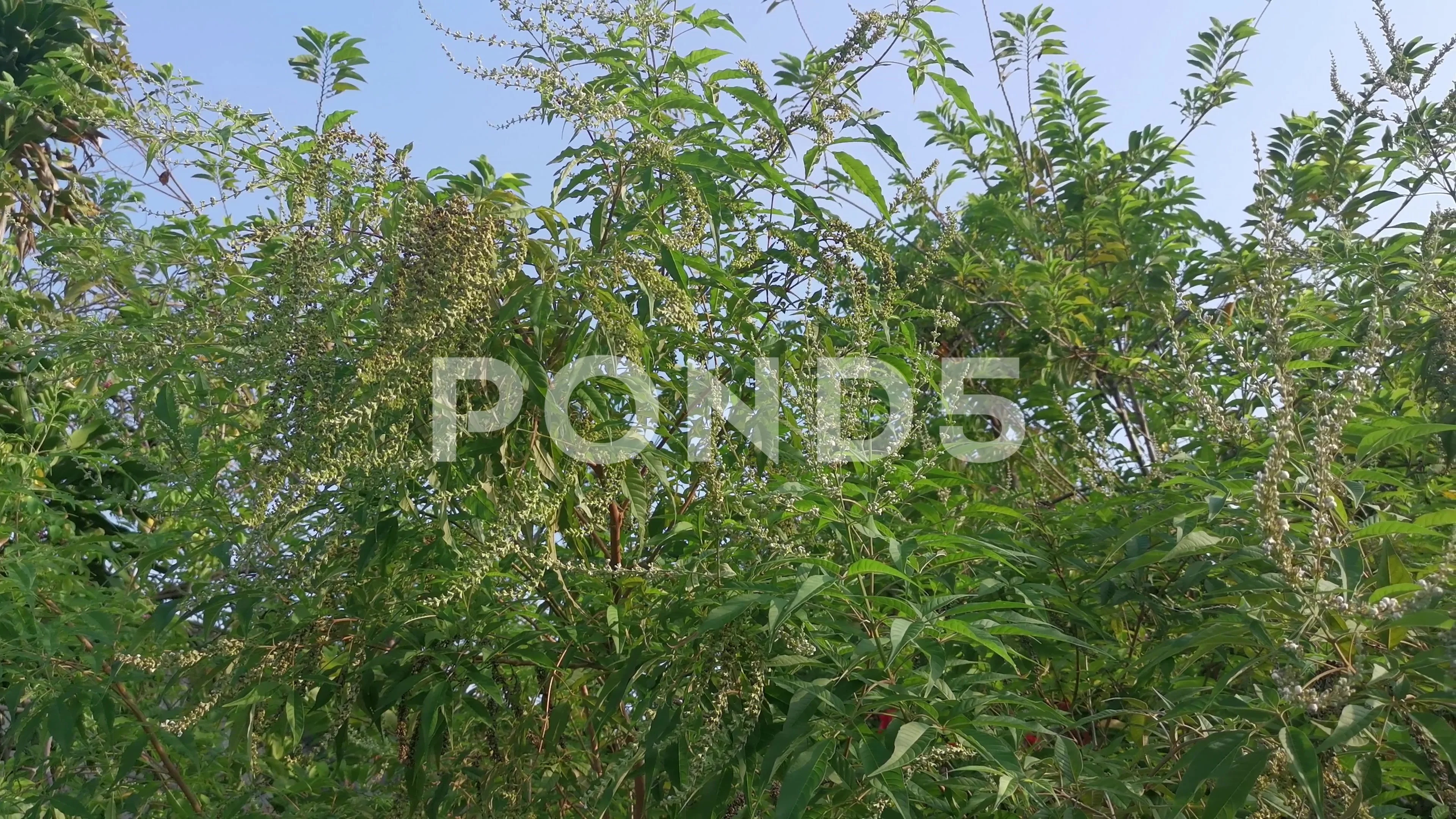 Vitex Negundo's Instagram, Twitter & Facebook on IDCrawl