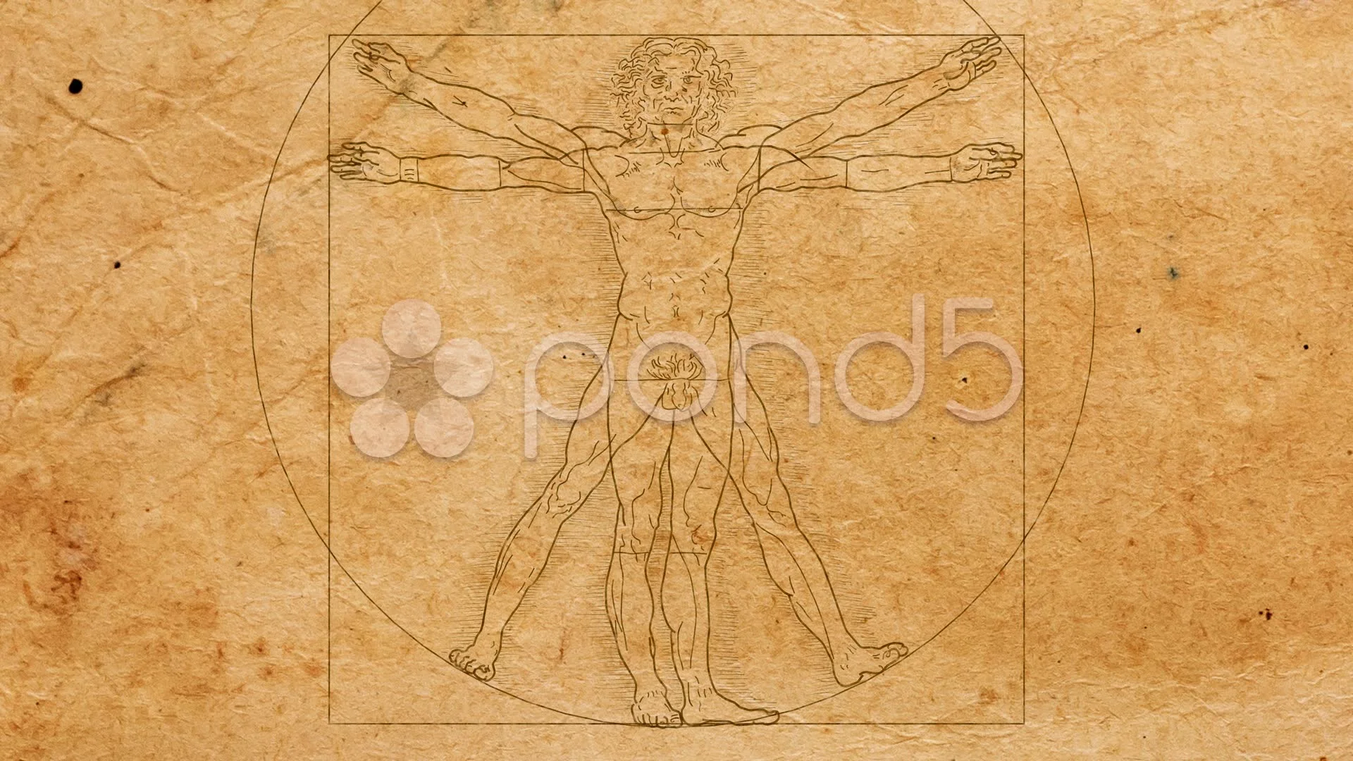 Vitruvian Man Desktop Wallpaper