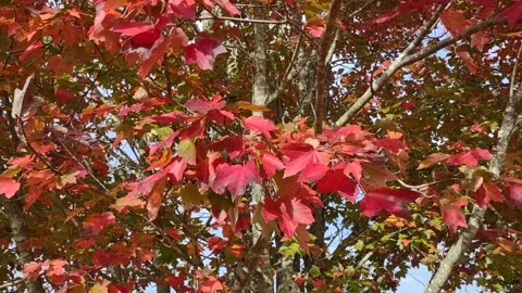 Vivid red fall colors on a windy day. | Stock Video | Pond5