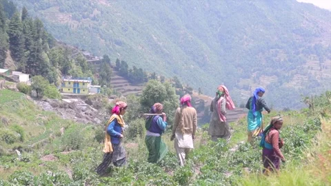 Villages Voices Stock Videos – Royalty-Free HD & 4K Videos